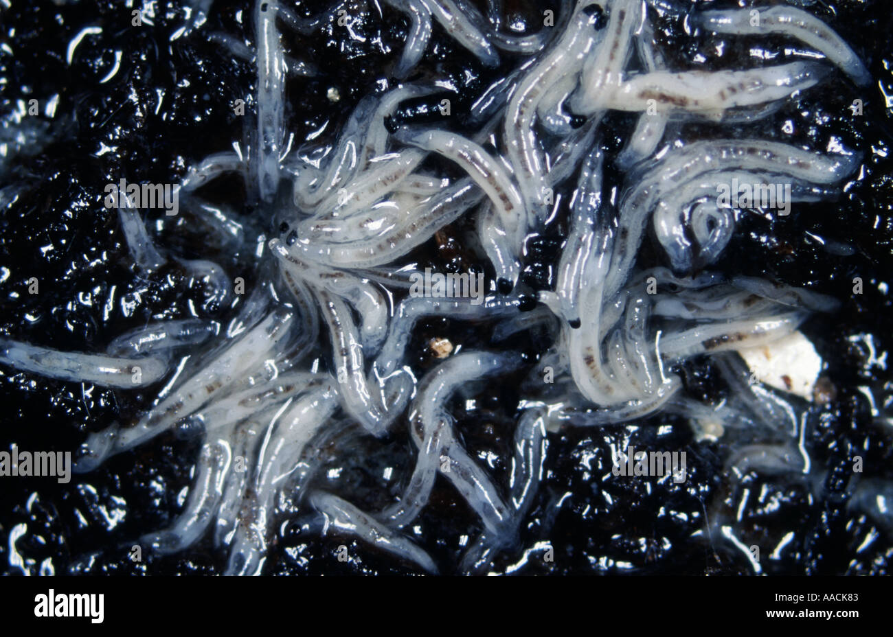 photomicrograph of sciarid fly larvae Lycoriella spp on compost Stock ...