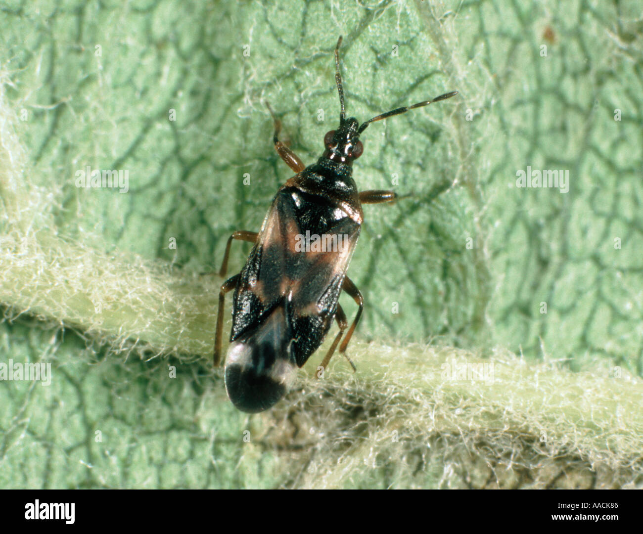 Flower Bug Anthocoris namoralis on an apple leaf Stock Photo - Alamy
