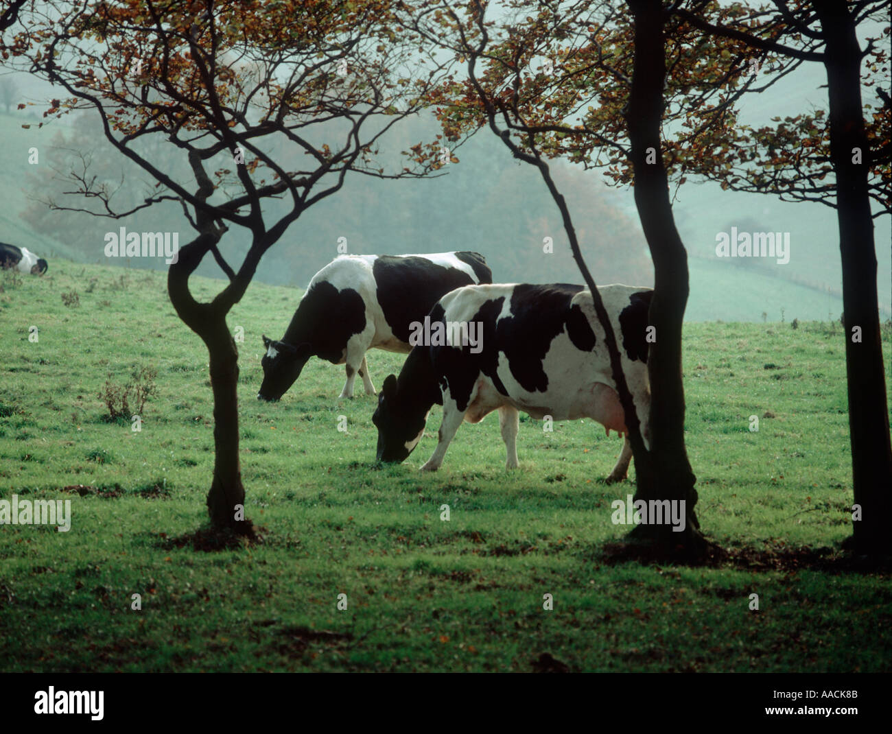 Black and white dairy cows hi-res stock photography and images - Alamy