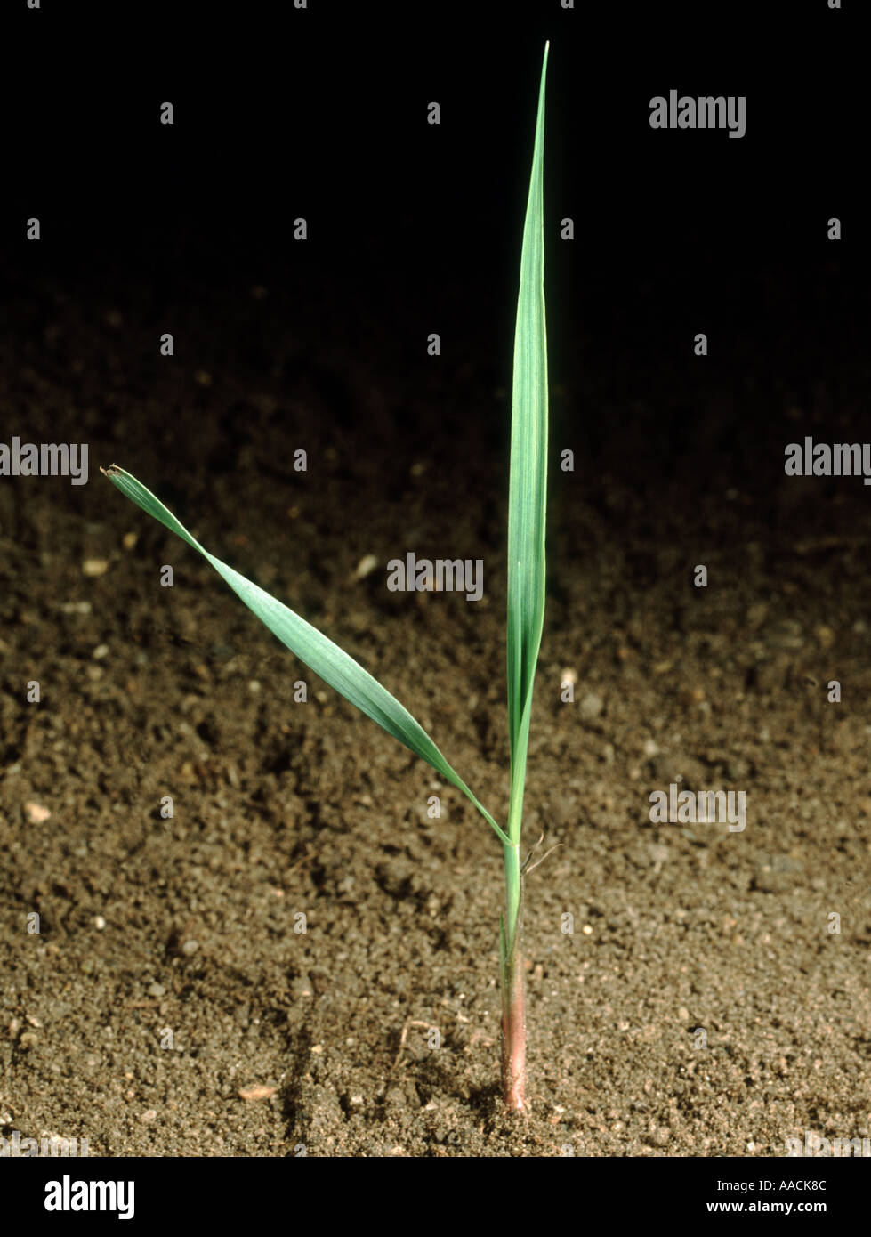 Agropyron repens hi-res stock photography and images - Alamy