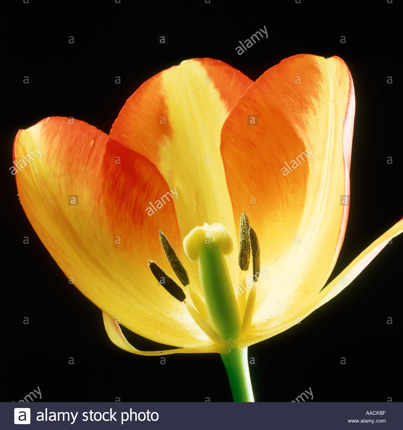Flower Cross Section Stock Photos & Flower Cross Section Stock Images ...