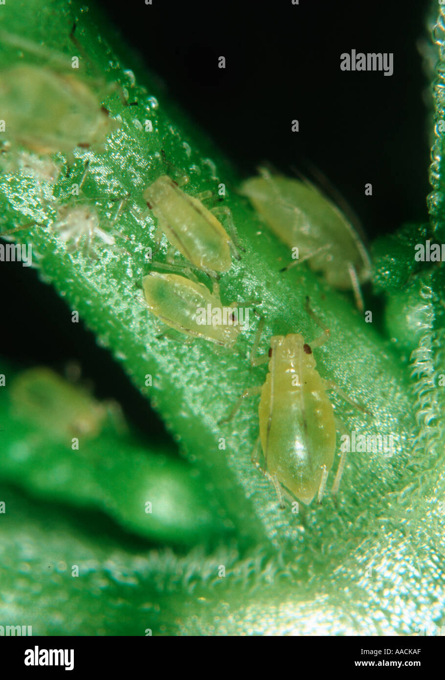 Mint aphids Ovatus crataegarius group on mint Stock Photo - Alamy