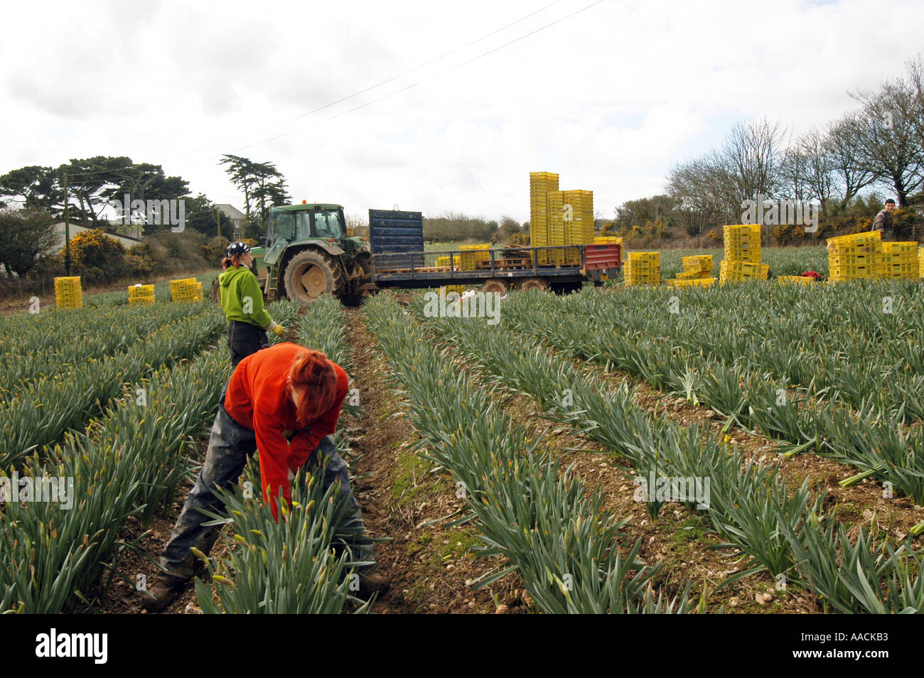 Migrant workers from Poland Latvia and Lithuania work on daffodil ...