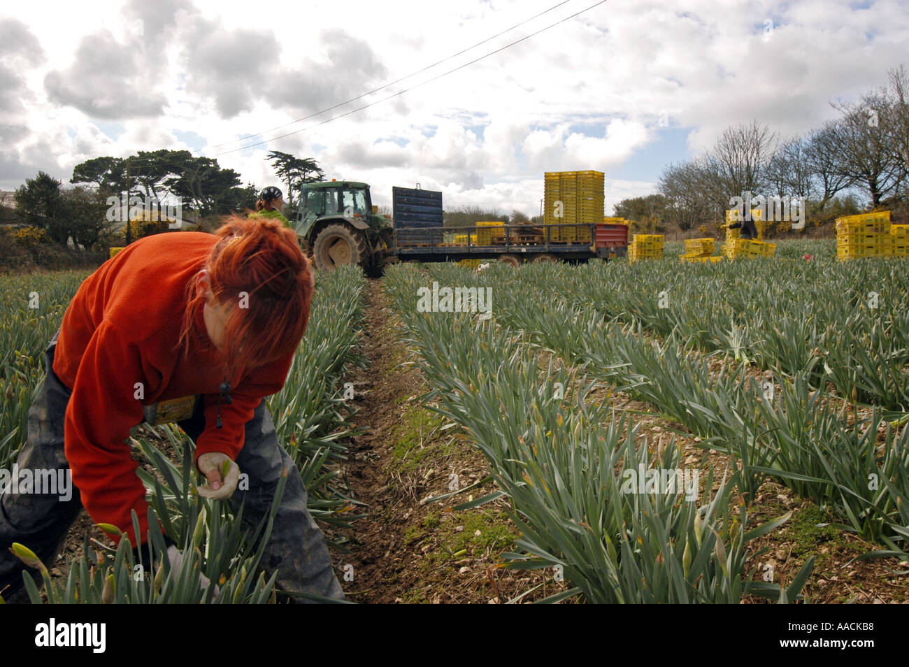 Migrant workers from Poland Latvia and Lithuania work on daffodil ...