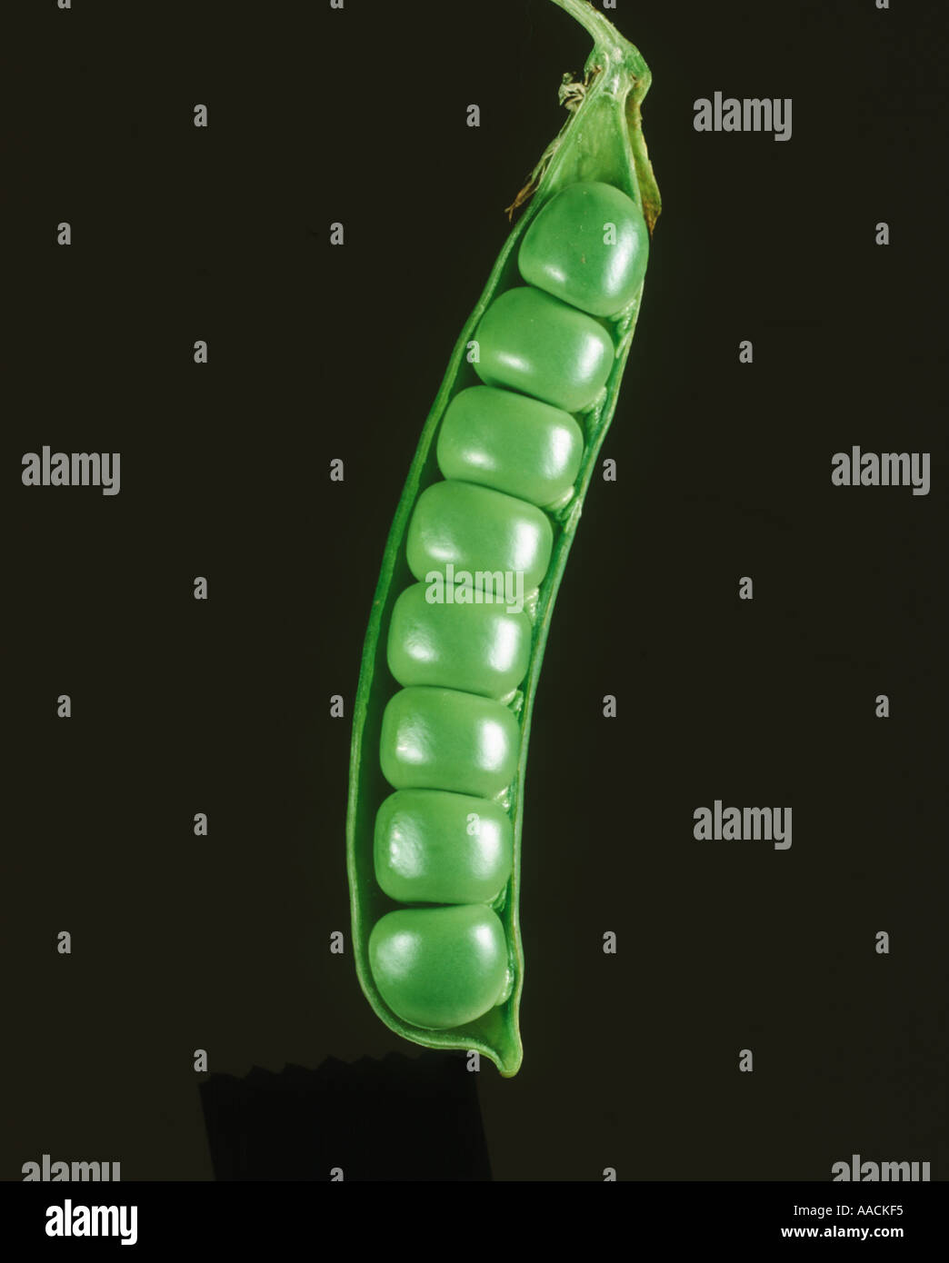 Eight shell hi-res stock photography and images - Alamy