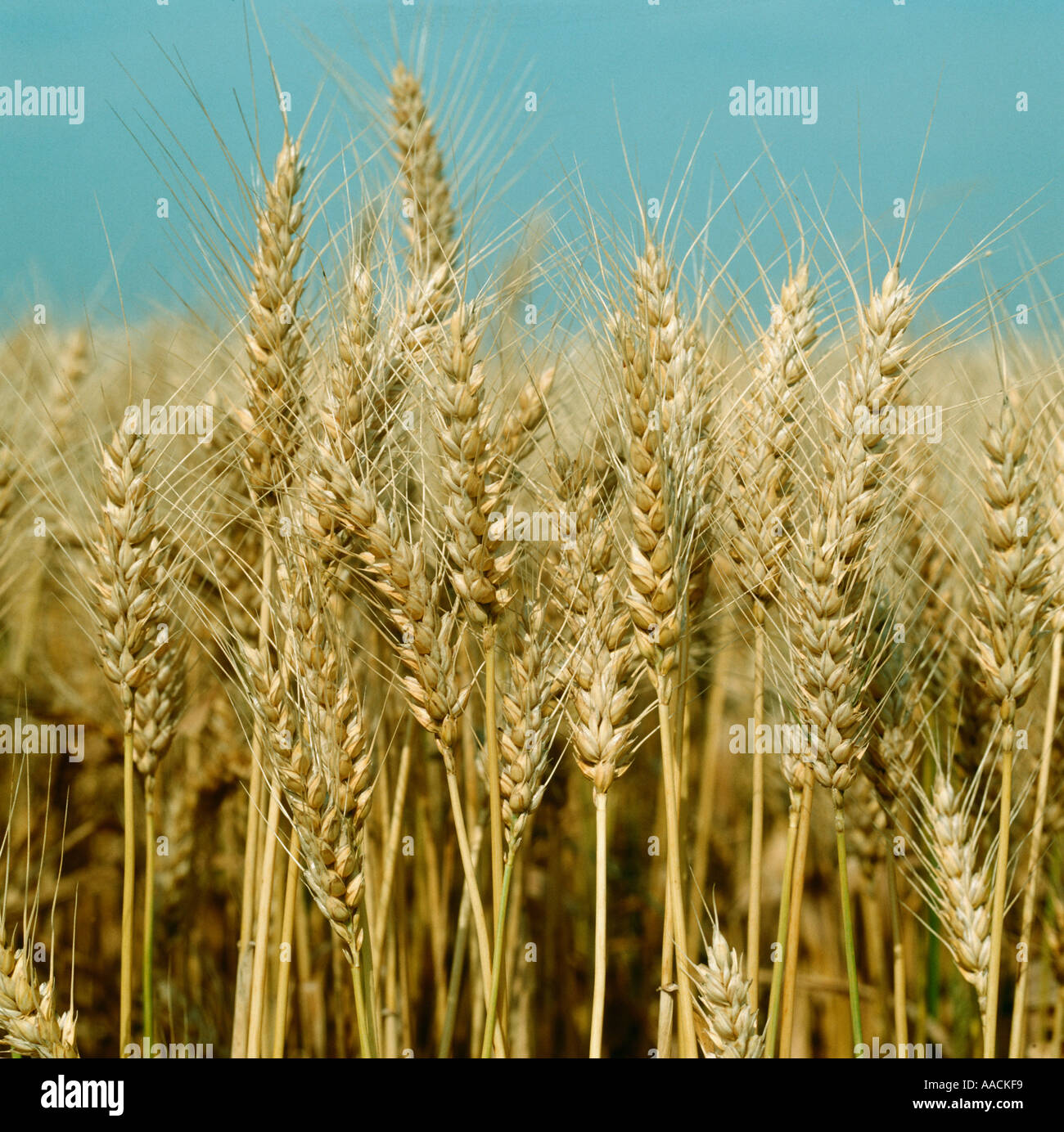 Durum triticum durum hi-res stock photography and images - Alamy