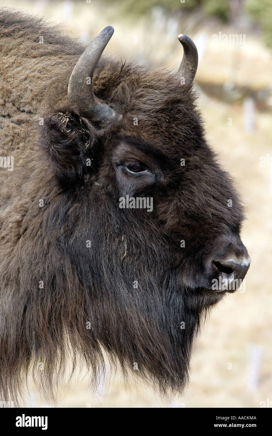 The european bison hi-res stock photography and images - Alamy