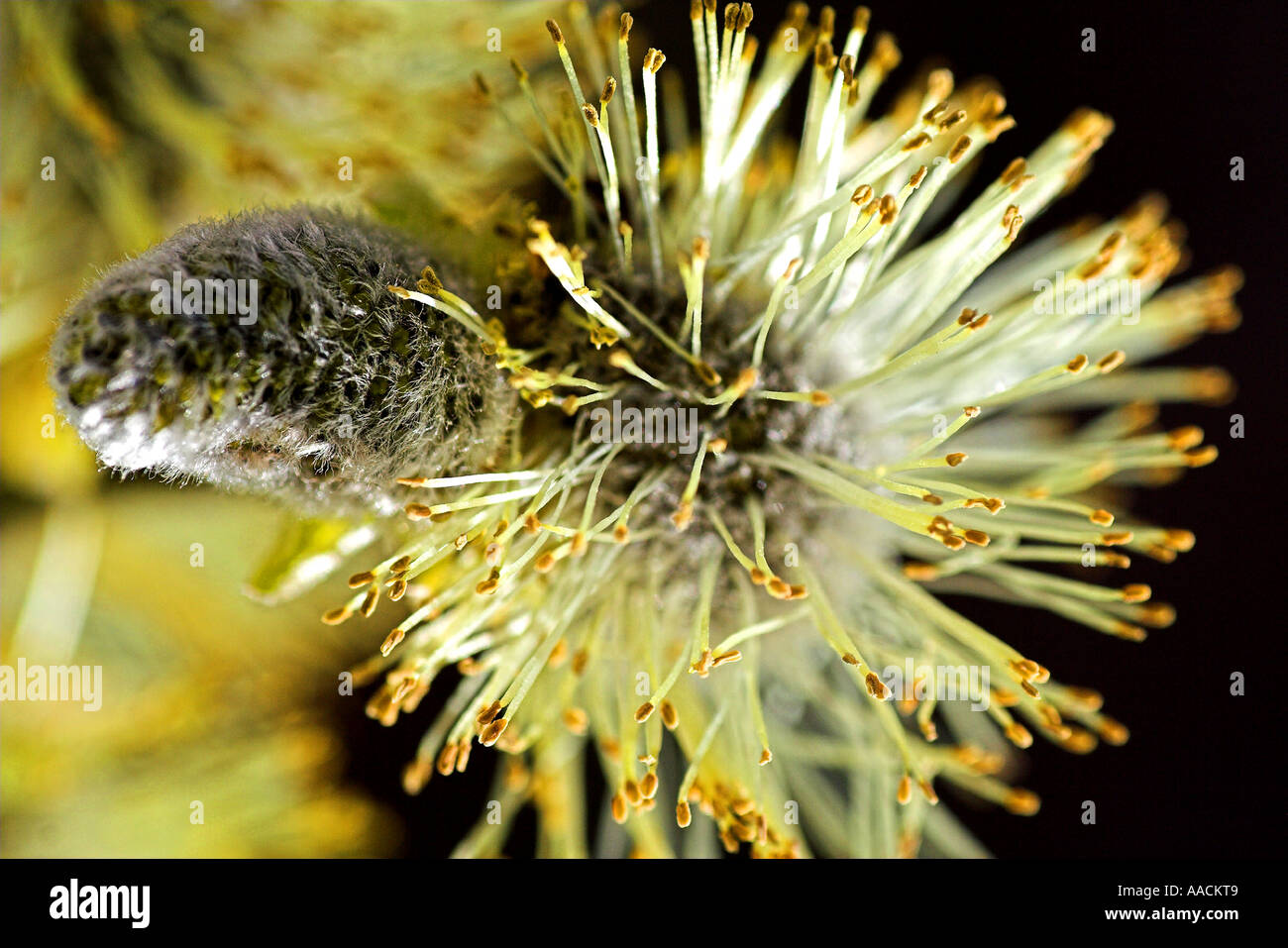 Sallow tree hi-res stock photography and images - Alamy