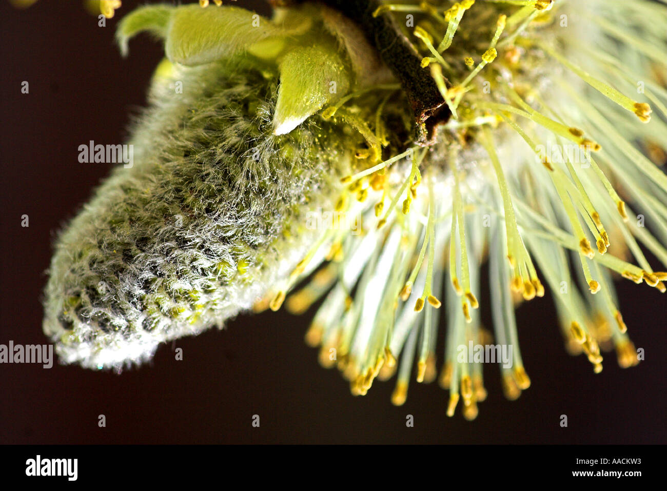 Sallow tree hi-res stock photography and images - Alamy