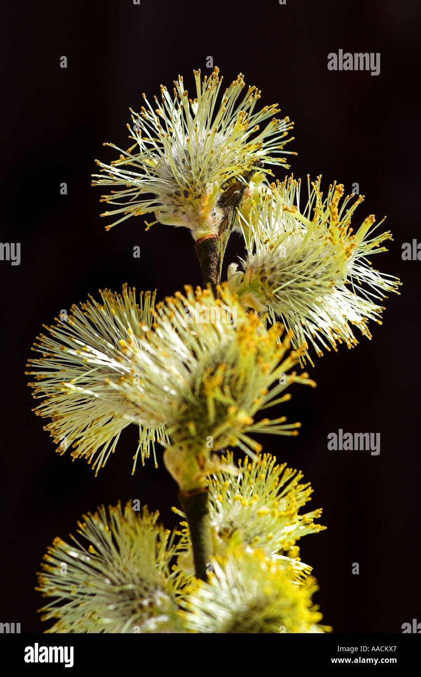 Sallow tree hi-res stock photography and images - Alamy