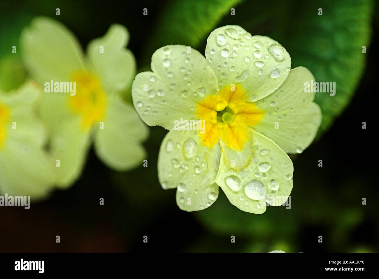 Cream primrose hi-res stock photography and images - Alamy