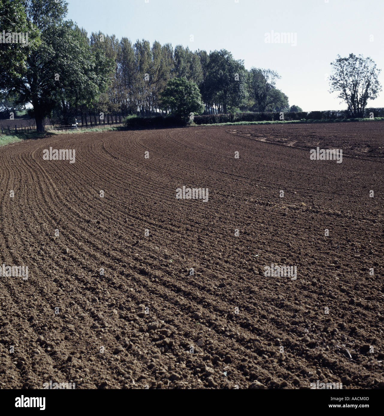 Newly drilled seedbed showing drill lines with trees and hedgerows ...