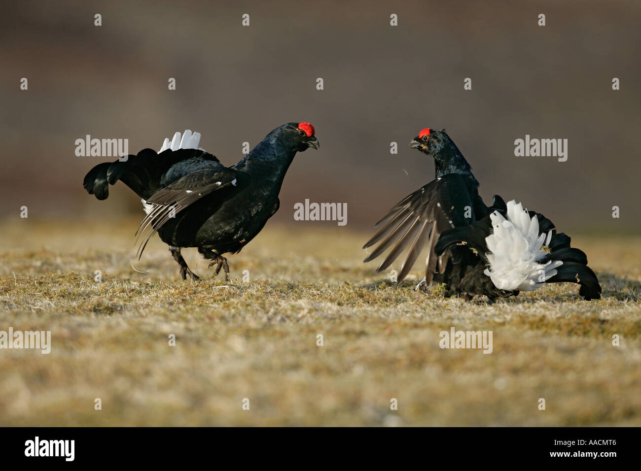 BLACK GROUSE Tetrao tetrix Scotland Male at lek or display ground Stock ...