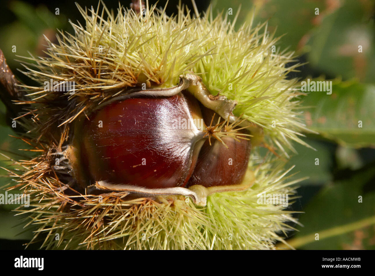 sweet chestnut tree Stock Photo - Alamy