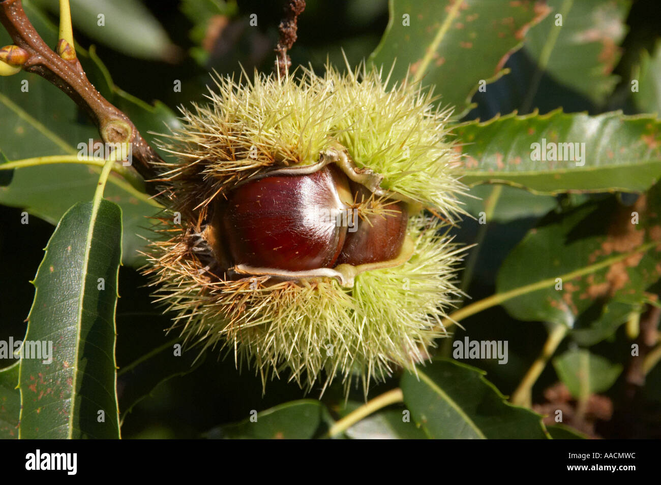 sweet chestnut tree Stock Photo - Alamy