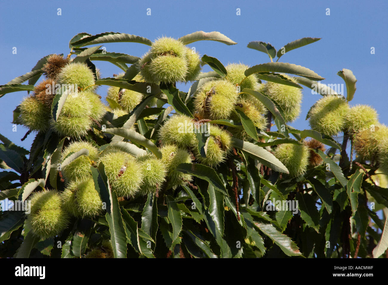 sweet chestnut tree Stock Photo - Alamy