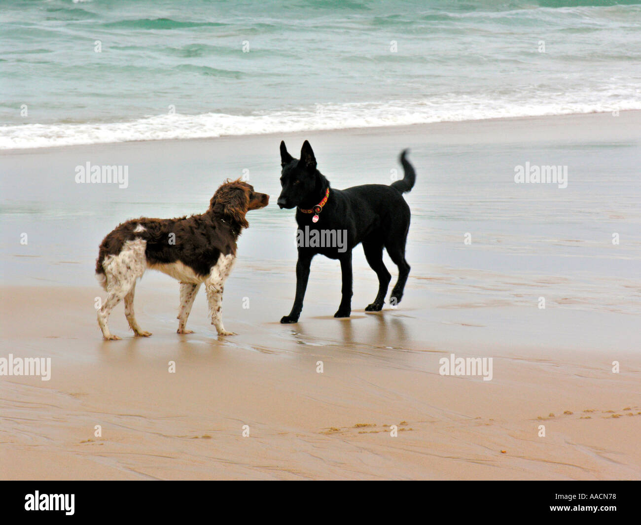 two dogs playing at a beach Atlantic Ocean Stock Photo - Alamy