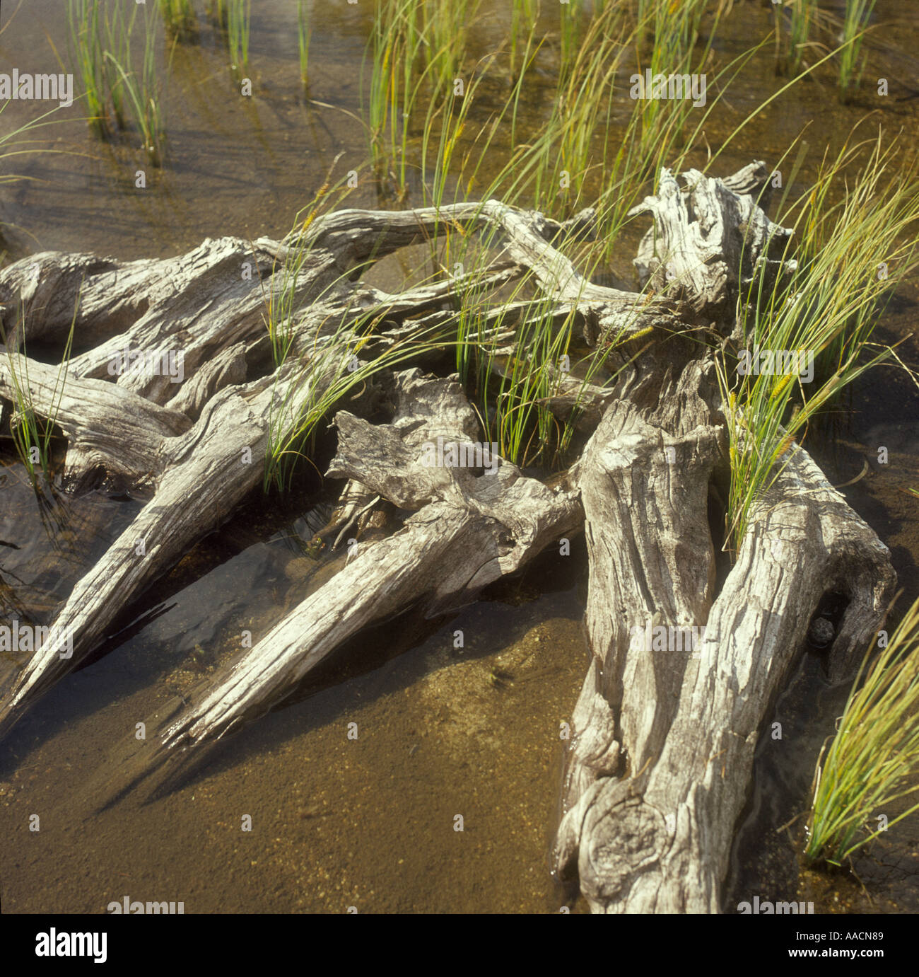 Bog Pine Tree Roots Stock Photo - Alamy