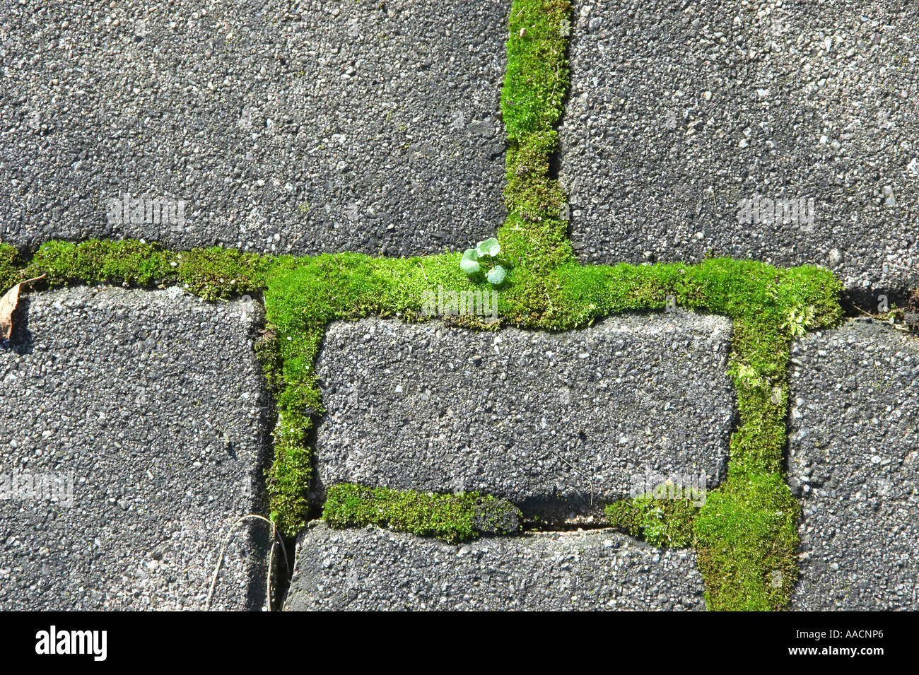 pavement with moss Stock Photo - Alamy
