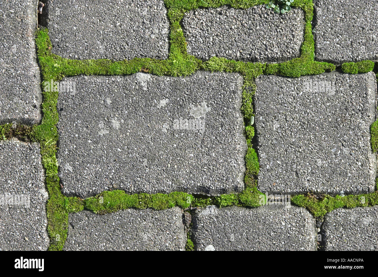 pavement with moss Stock Photo - Alamy