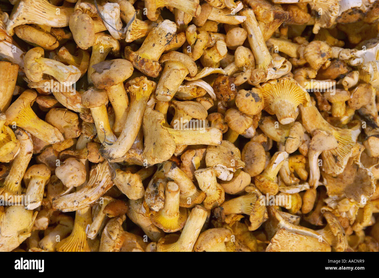 Pfifferlinge hi-res stock photography and images - Alamy
