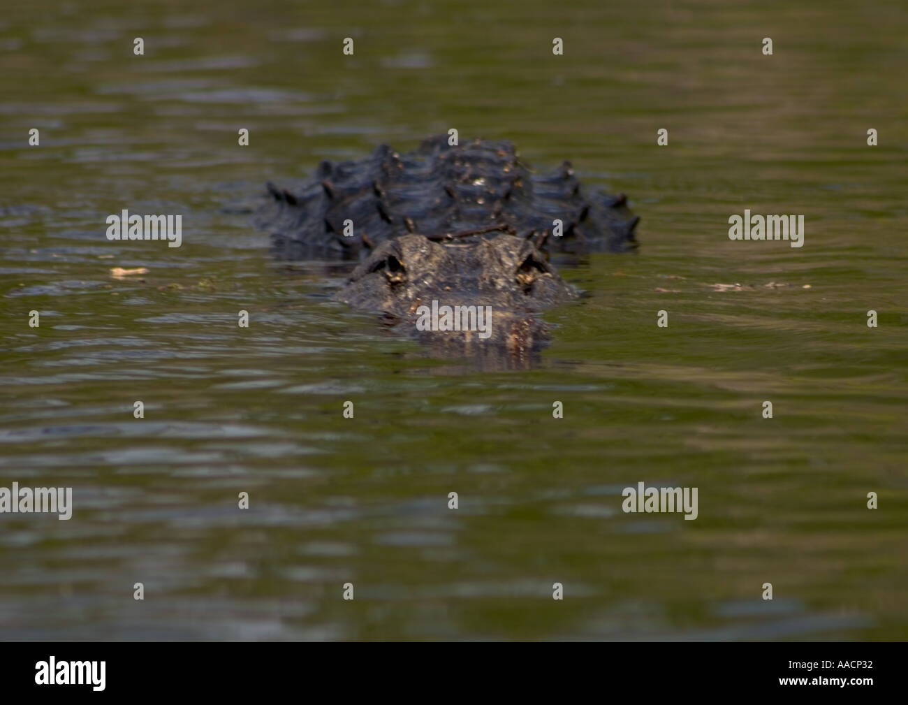 Alligator in okefenokee swamp Stock Photo - Alamy
