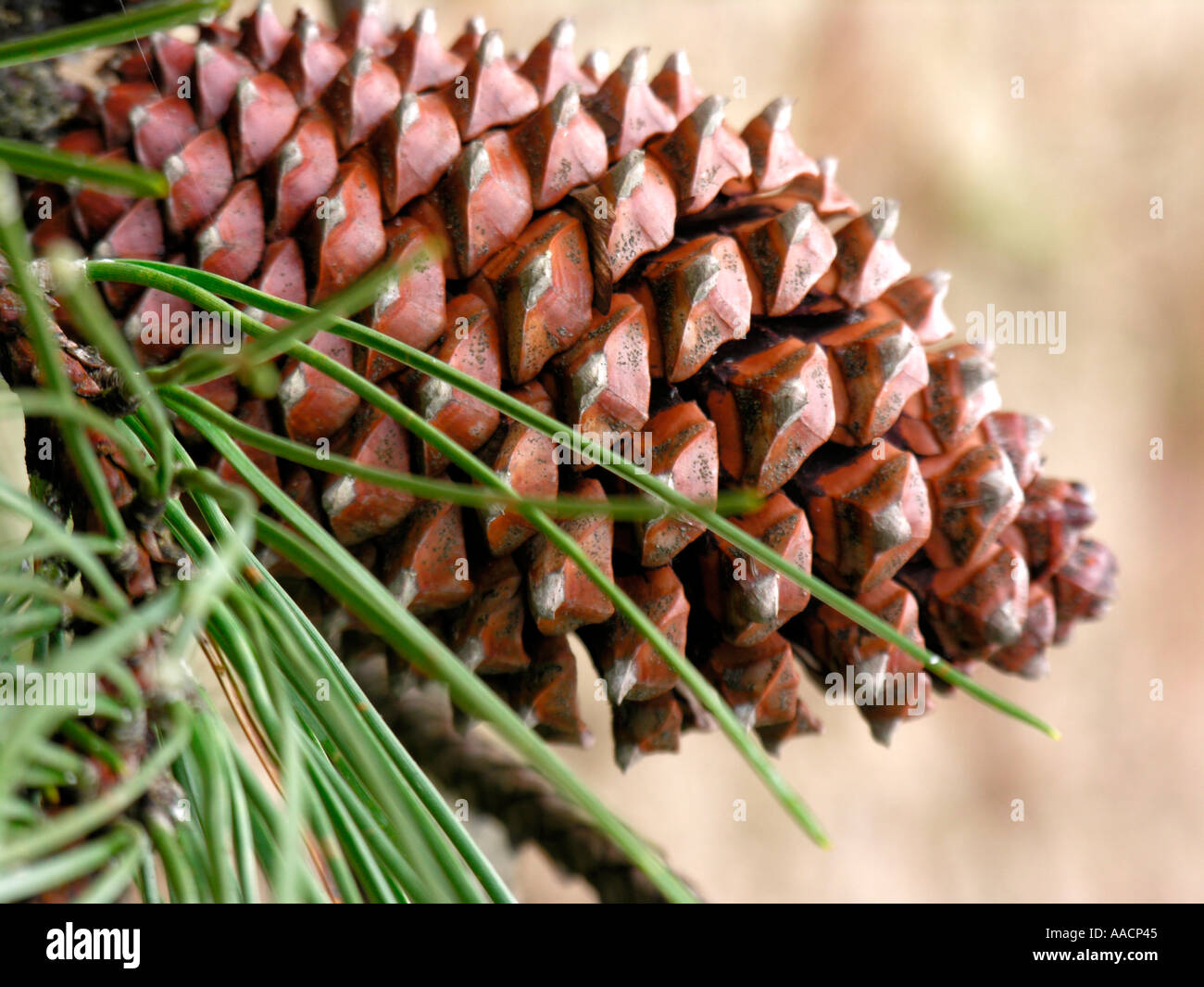 cone of a pine Stock Photo - Alamy
