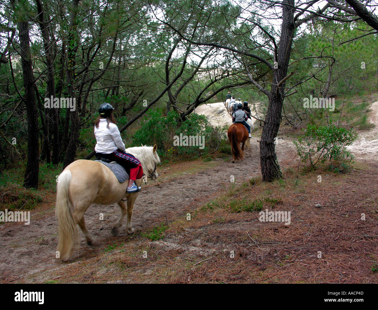 kids on horses in pine wood Stock Photo - Alamy