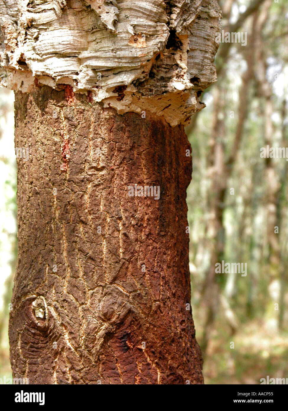 Corc hi-res stock photography and images - Alamy