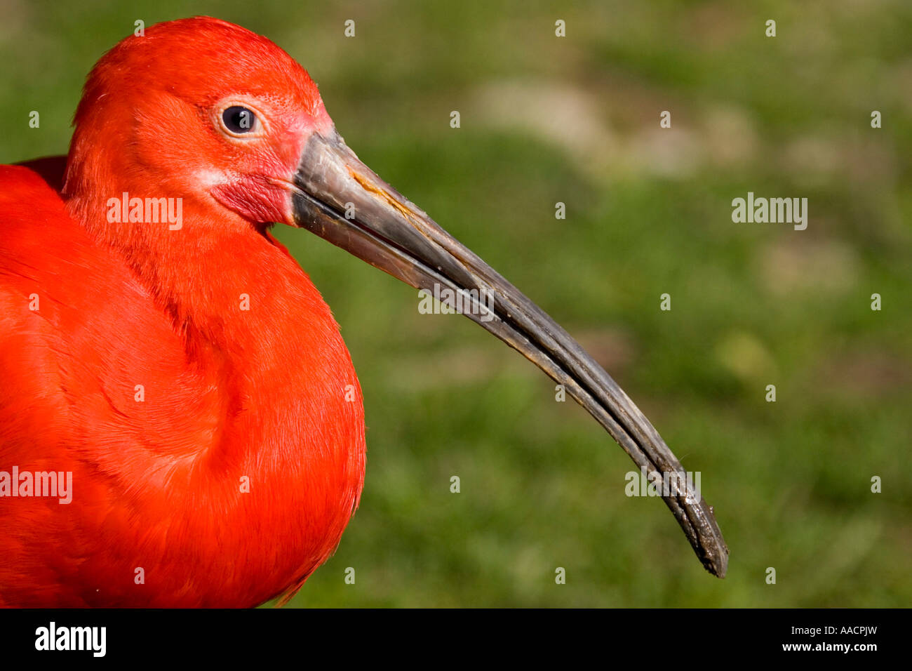 Scarlet Ibis (Eudocimus ruber Stock Photo - Alamy