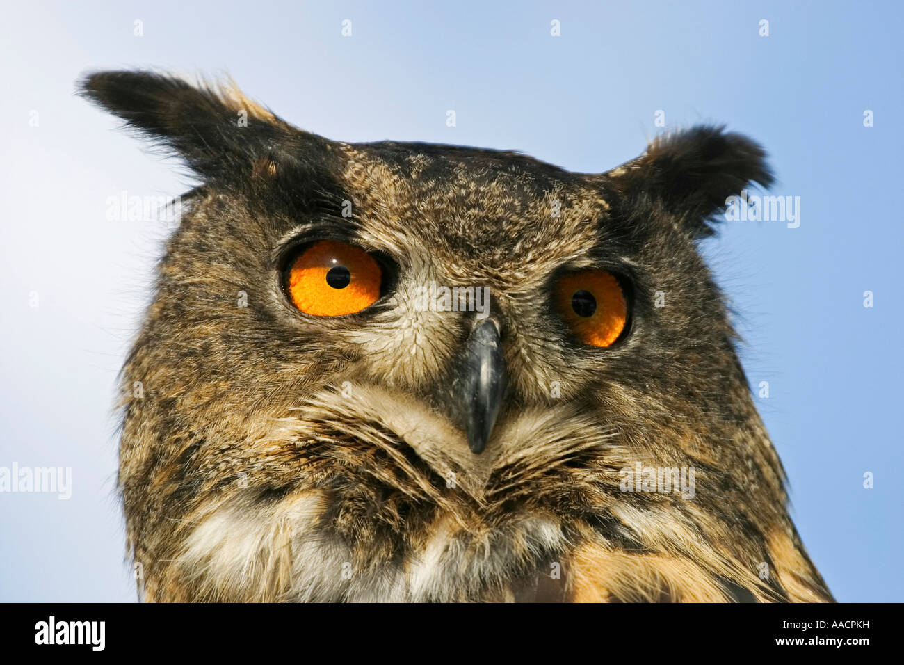 Eagle owl (bubo bubo Stock Photo - Alamy