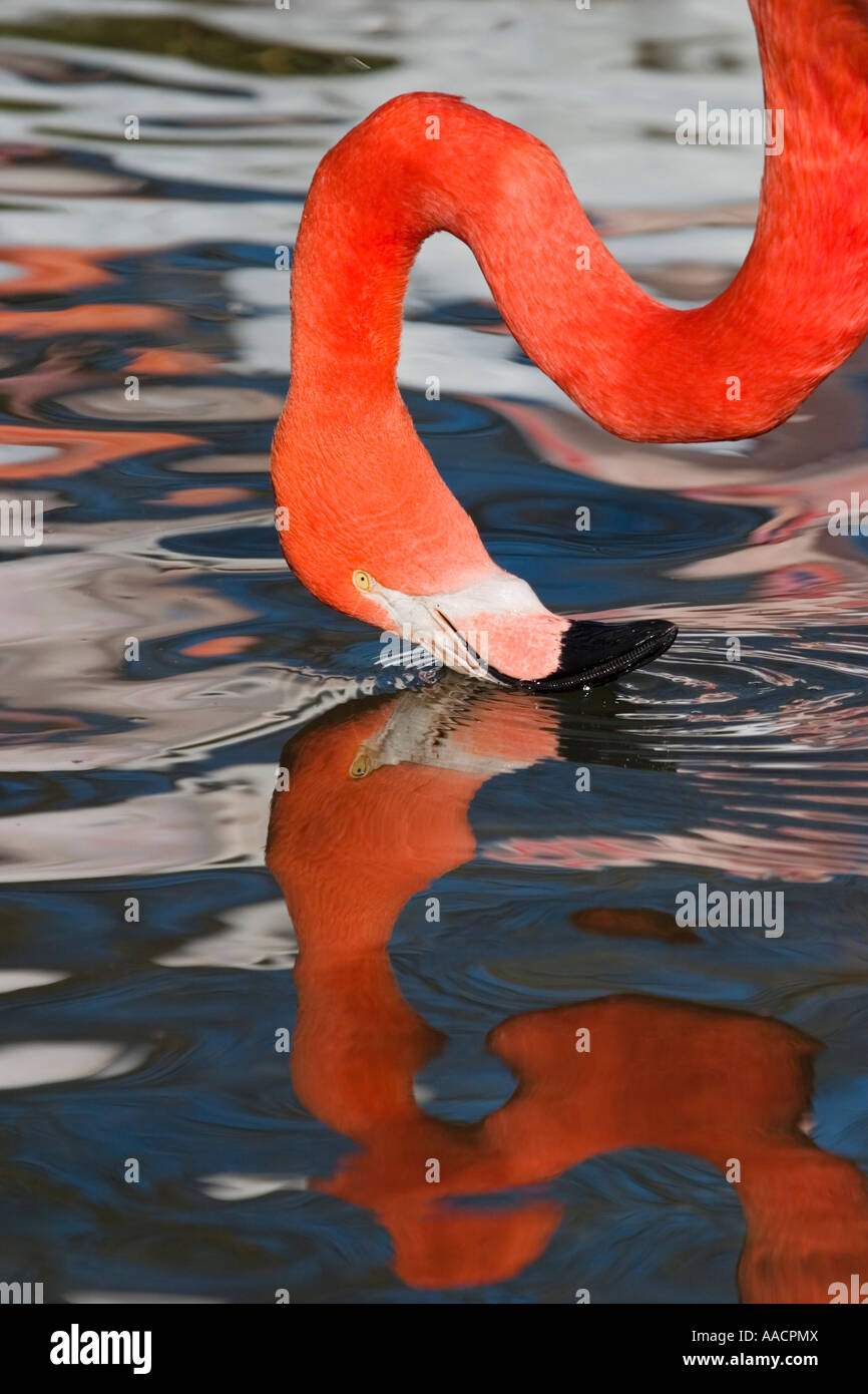 Greater Flamingos (Phoenicopterus ruber Stock Photo - Alamy