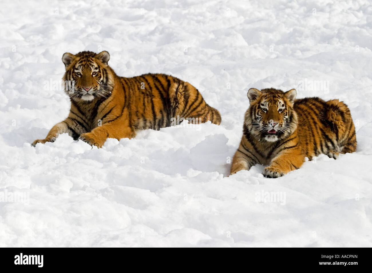 Endangered tigers hi-res stock photography and images - Alamy