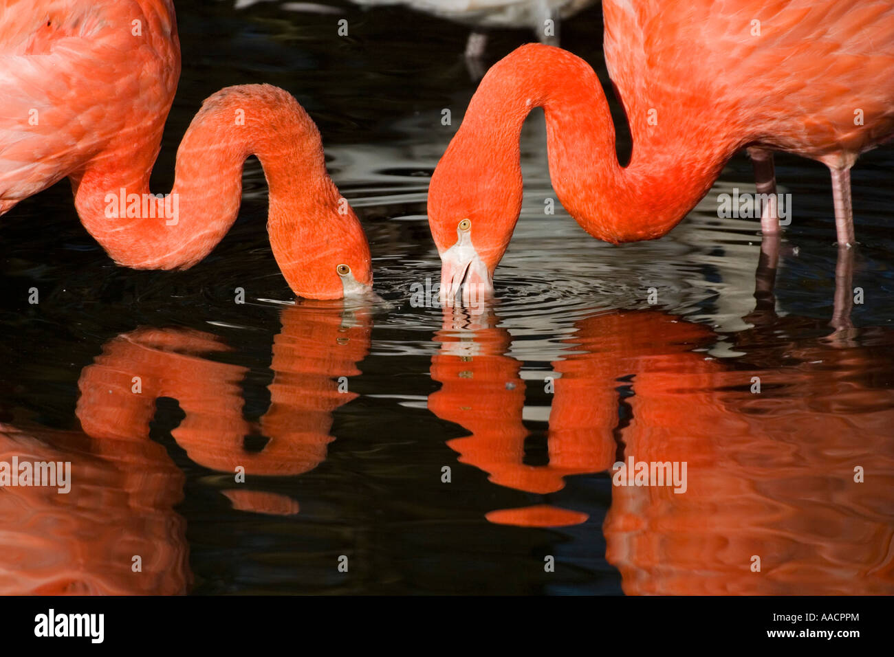 Greater Flamingos (Phoenicopterus ruber Stock Photo - Alamy