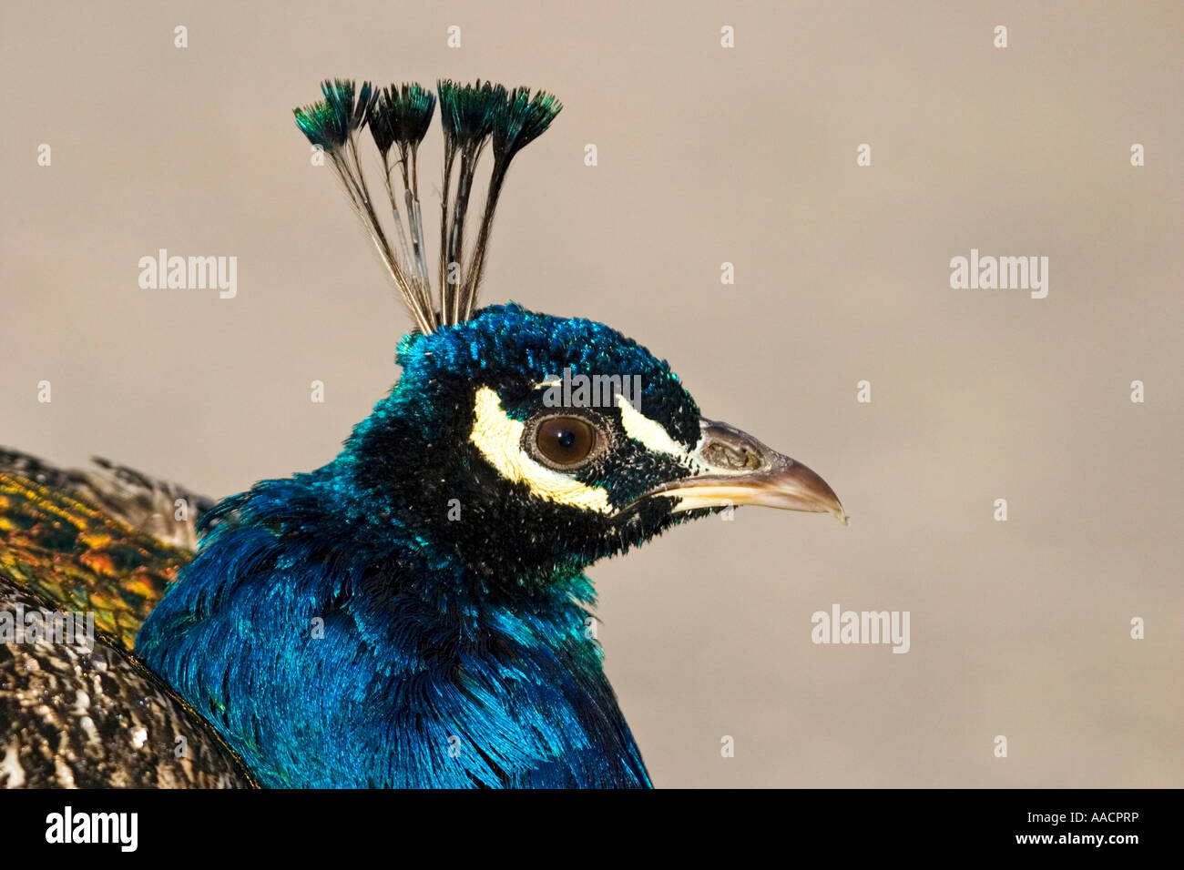 Peacock movement hi-res stock photography and images - Alamy