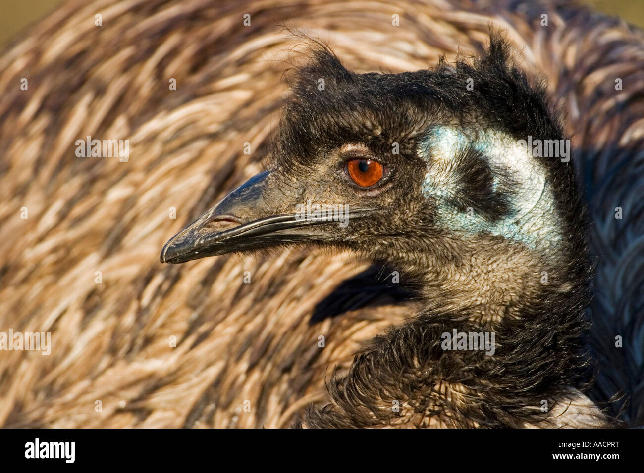 Emu (Dromaius novaehollandiae) portrait Stock Photo - Alamy