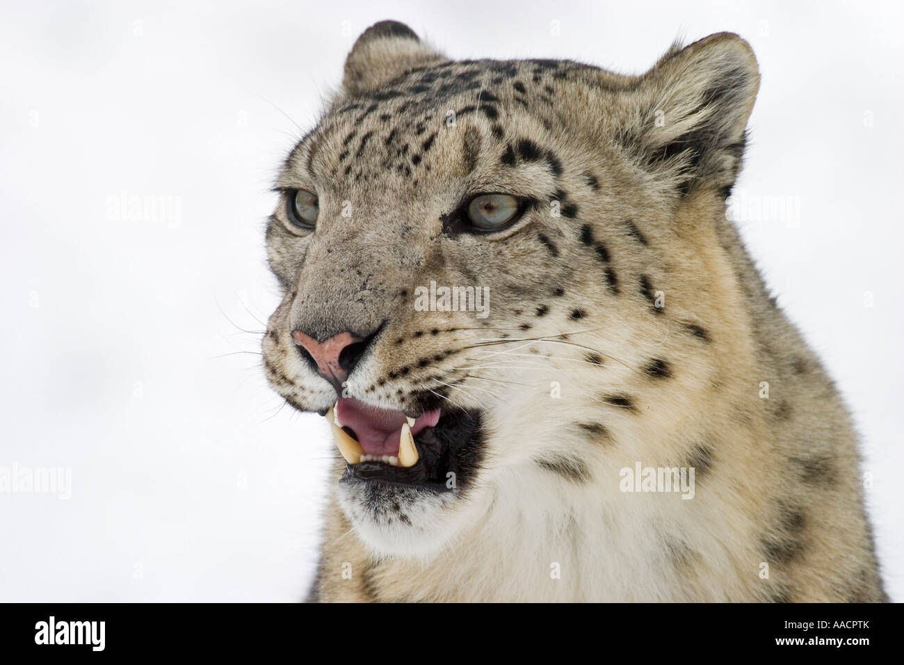 Hissing Snow leopard (Uncia uncia) in winter Stock Photo - Alamy