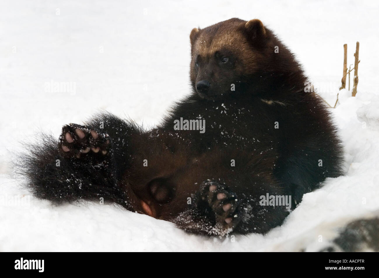 Wolverine, Glutton or Carcajou (Gulo gulo) in snow Stock Photo - Alamy