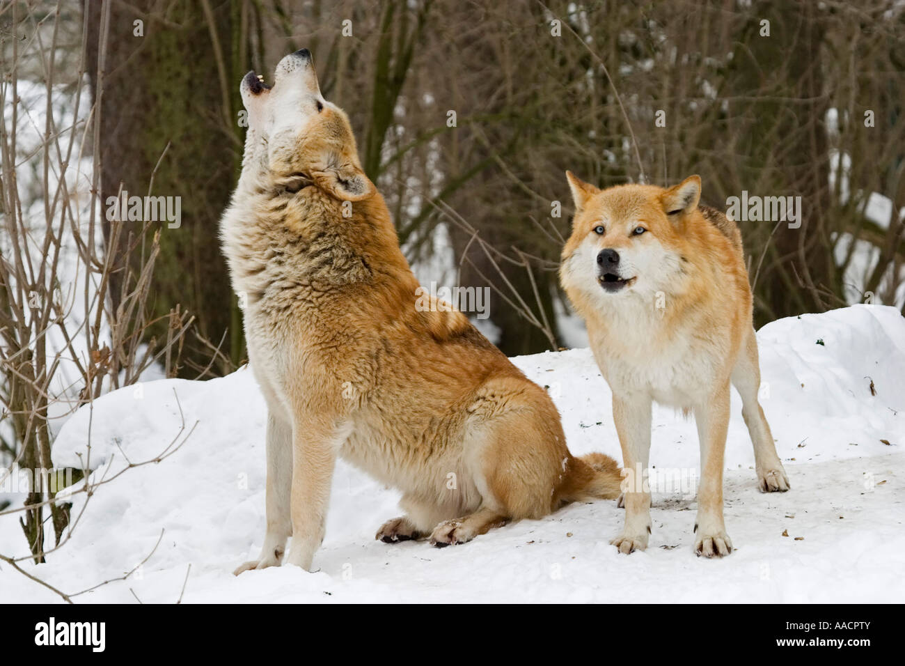 Howling wolf hi-res stock photography and images - Alamy