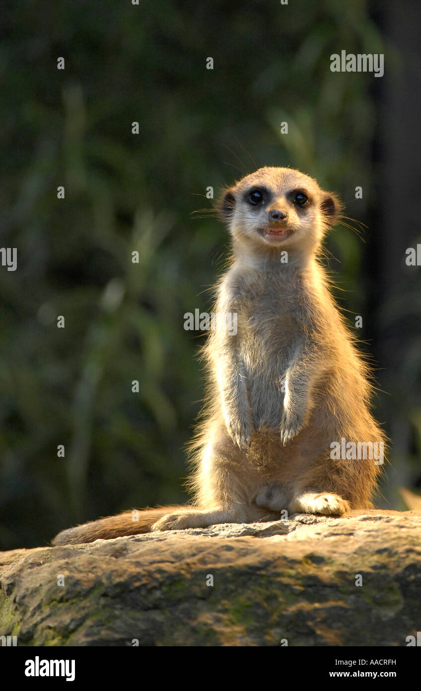 Suricata juvenil hi-res stock photography and images - Alamy