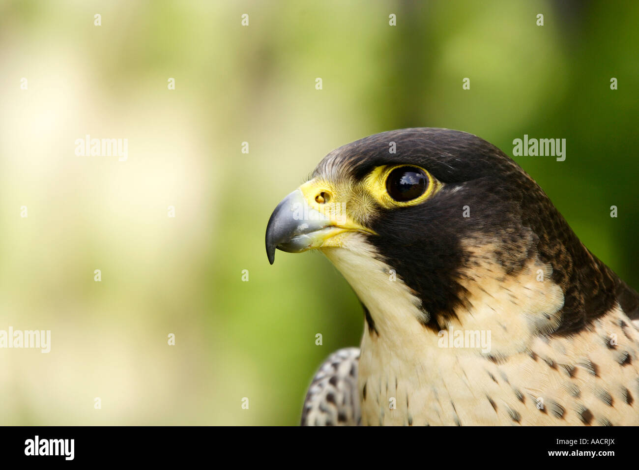 Falcon Heads High Resolution Stock Photography and Images - Alamy