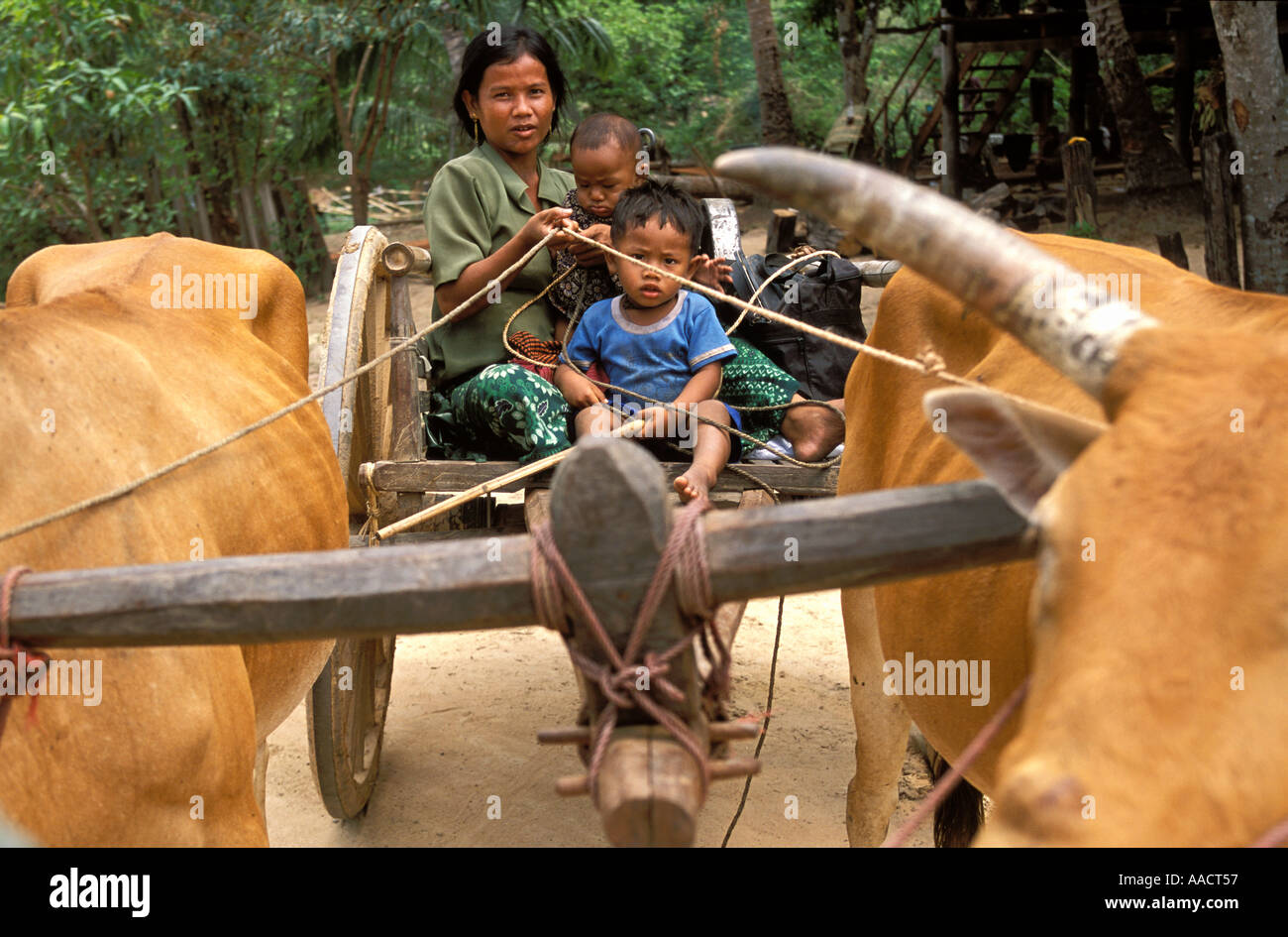 Cambodian woman farmer driving oxen cart with 2 of her children in ...
