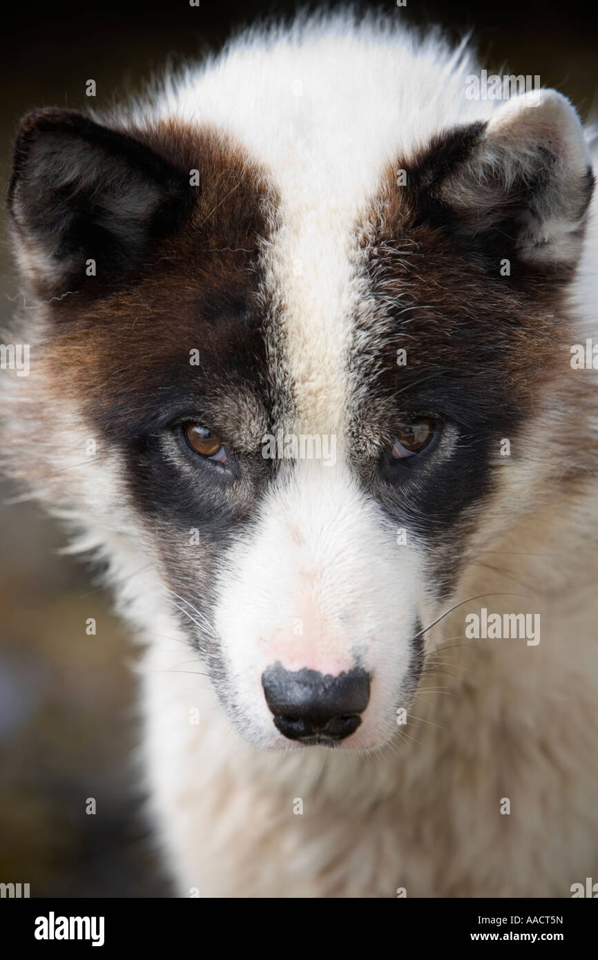 Greenland Sisimiut Holsteinsborg Sled dogs spend summer on uninhabited ...