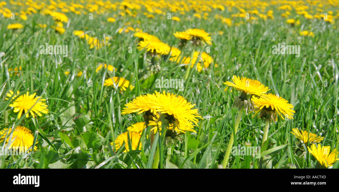 field of dandelions Stock Photo - Alamy