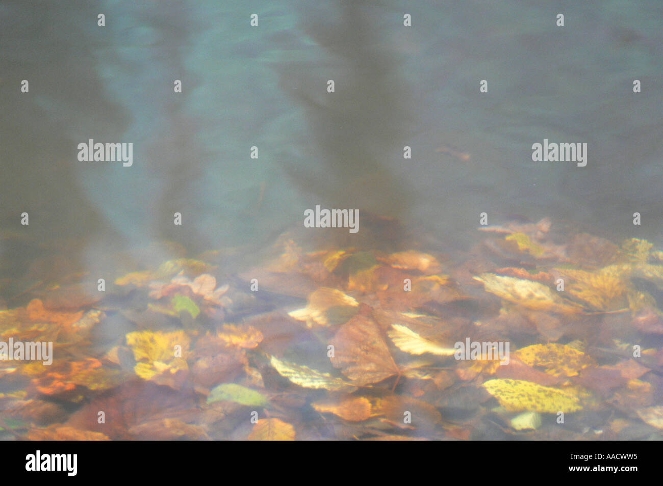 Dropped autumn leaves in a brook Stock Photo - Alamy