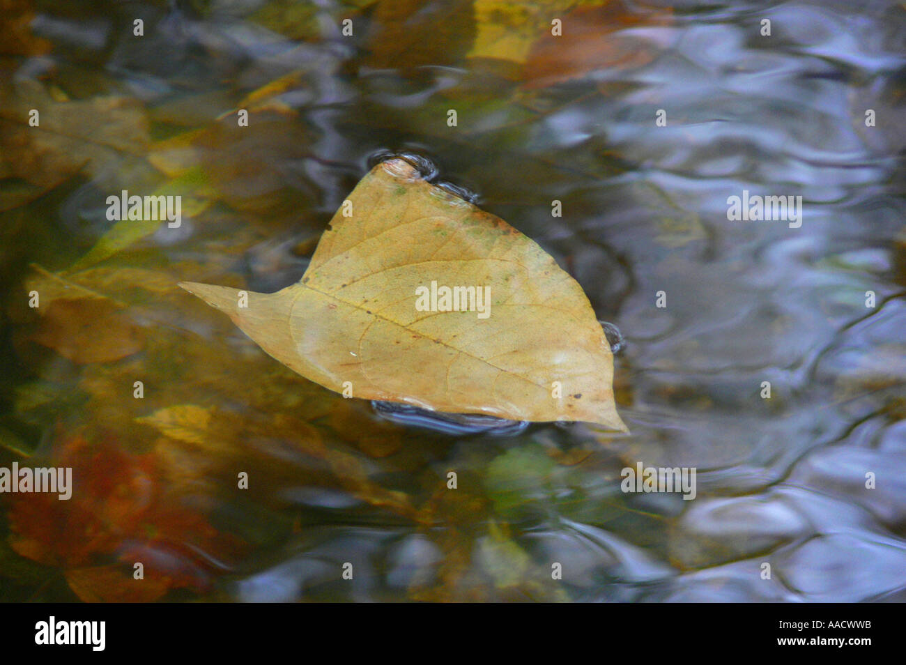 Dropped autumn leaves in a brook Stock Photo - Alamy