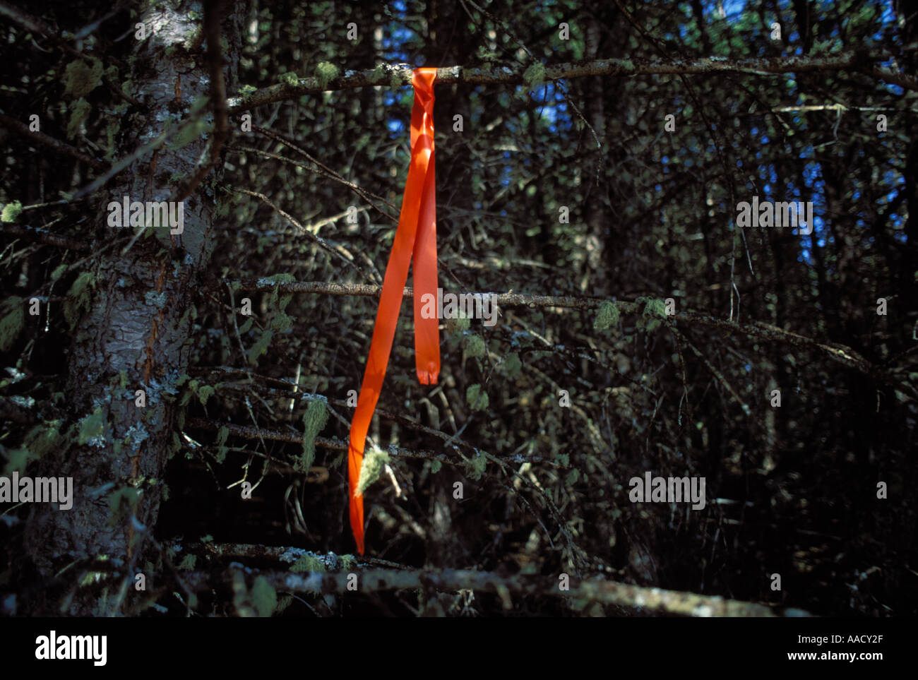Logging marker to fell tree as deforestation spread across Alberta ...