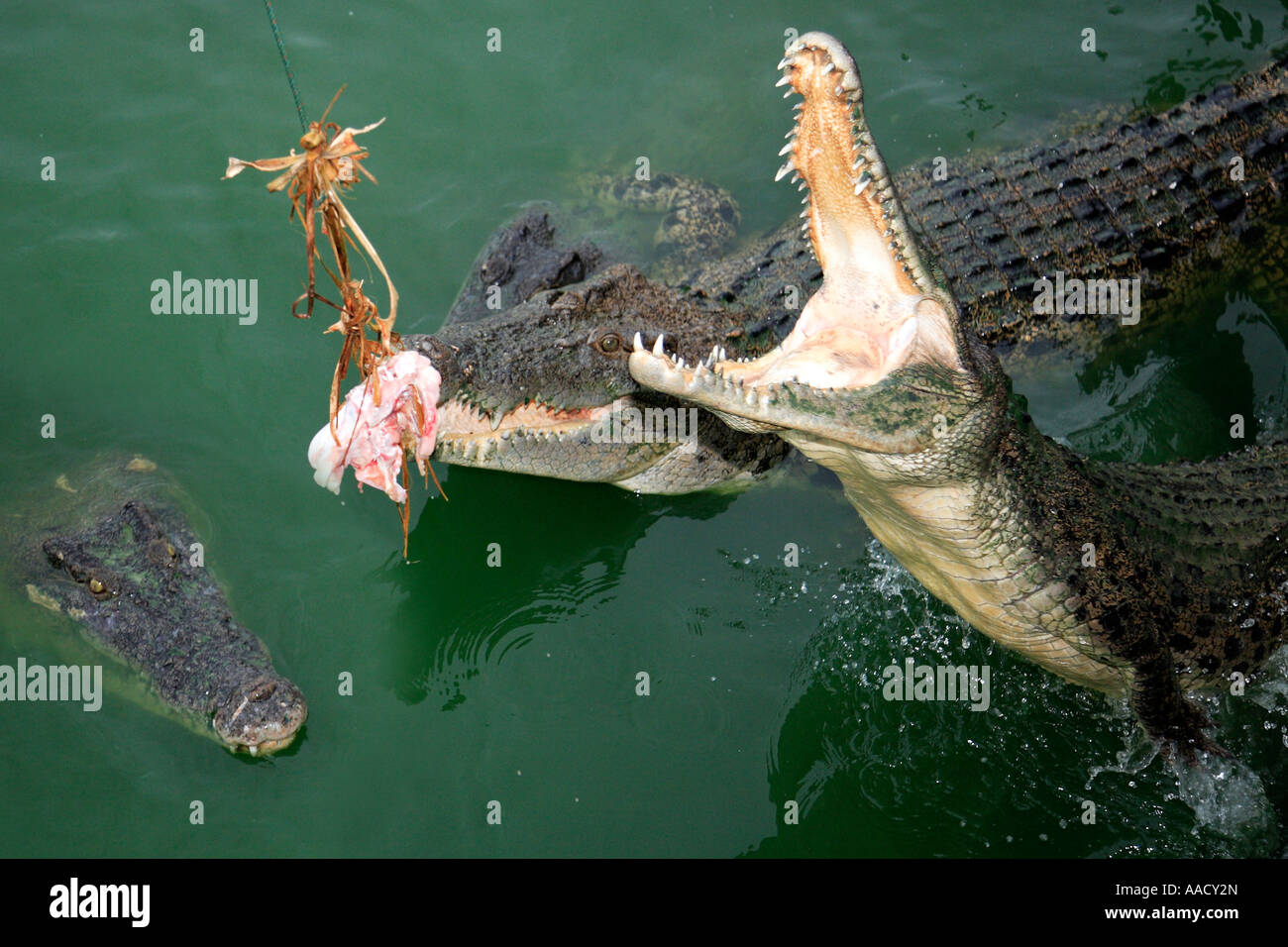 Crocodile Farm Pattaya Thailand Stock Photo - Alamy