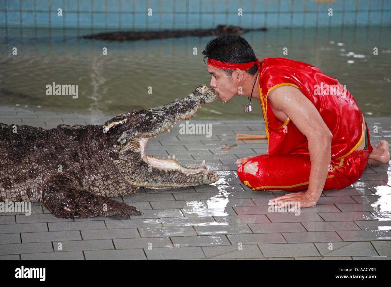 Crocodile Farm Pattaya Thailand Stock Photo - Alamy