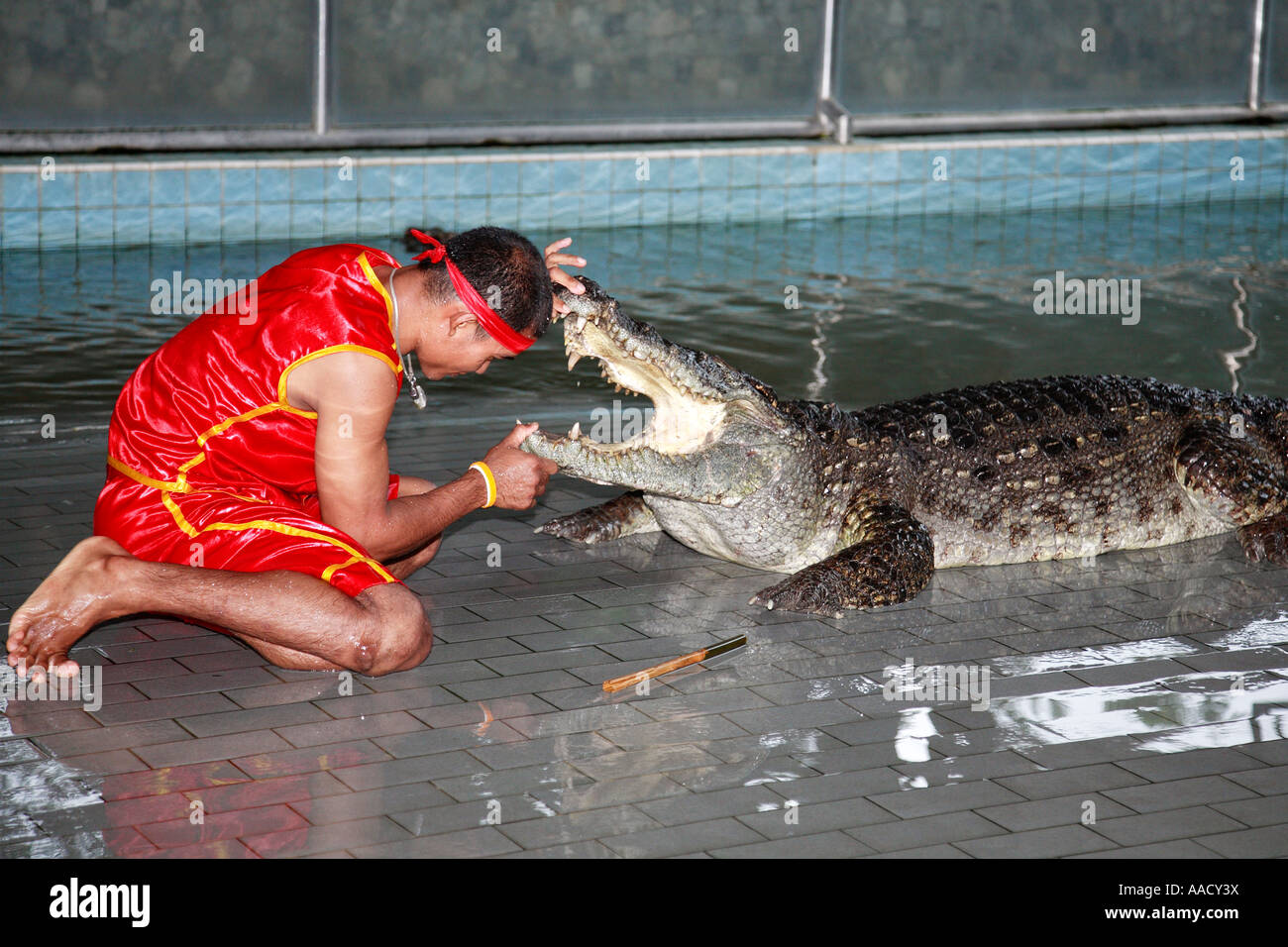 Crocodile Farm Pattaya Thailand Stock Photo - Alamy